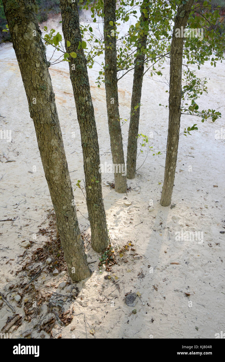 Trees Growing in Pale Ochre Pigment Landscape in Colorado Provençal ...