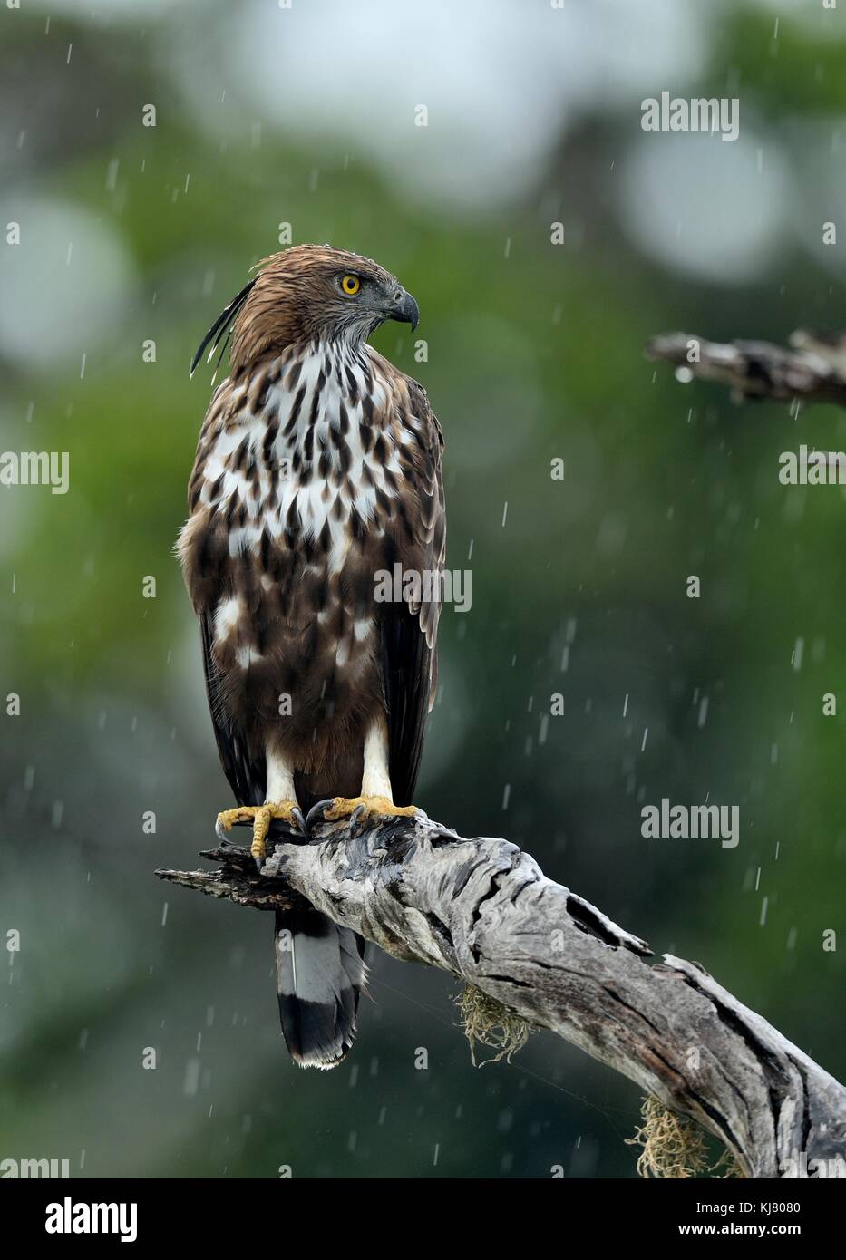 Predator bird on the tree. The changeable hawk-eagle or crested hawk ...