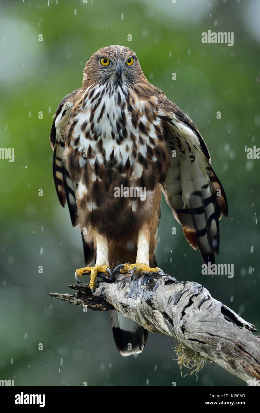 Predator bird hi-res stock photography and images - Alamy