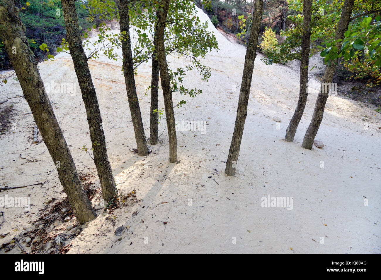 Trees Growing in Pale Ochre Pigment Landscape in Colorado Provençal ...