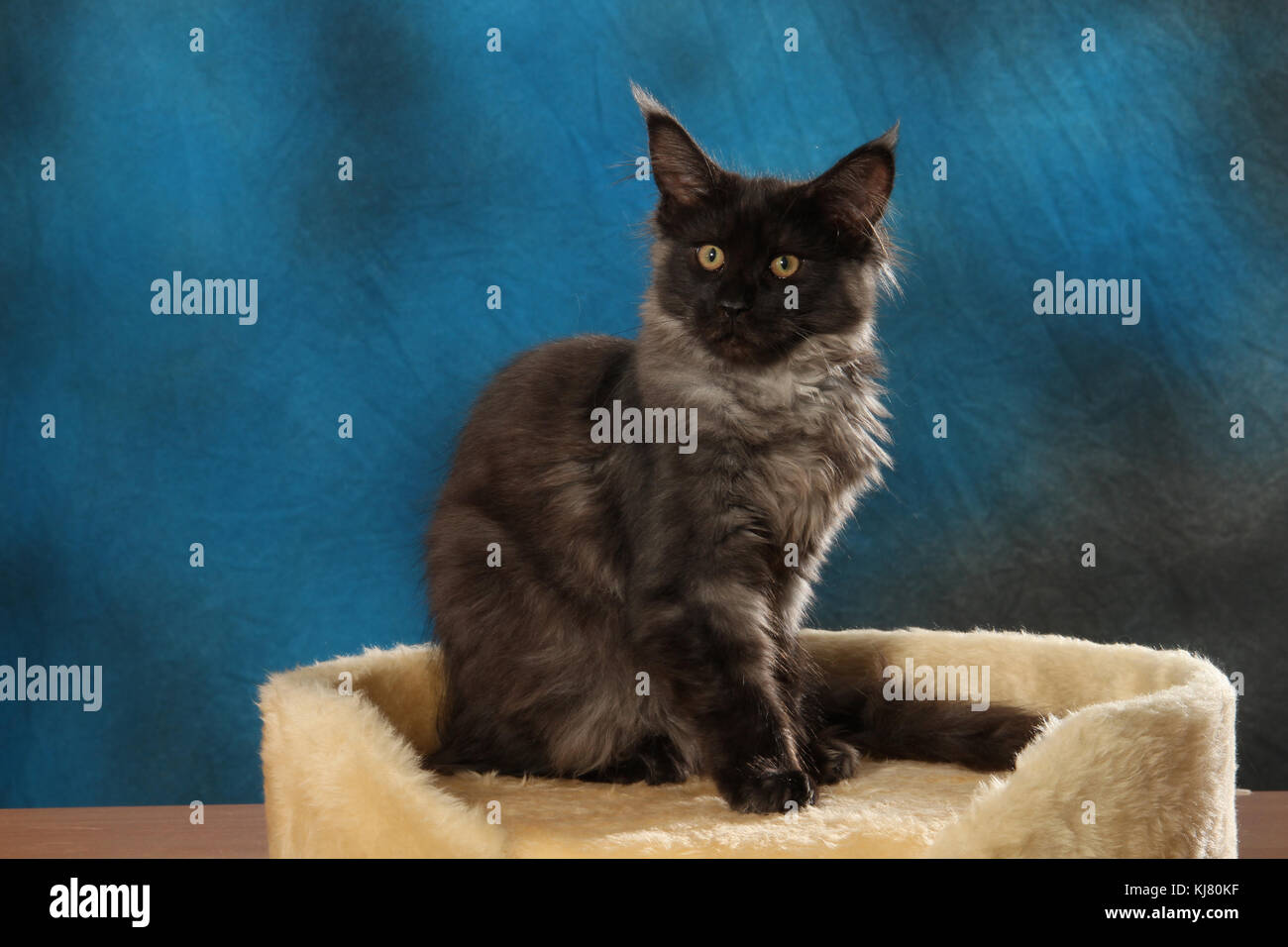 Maine Coon, smoke Stock Photo - Alamy
