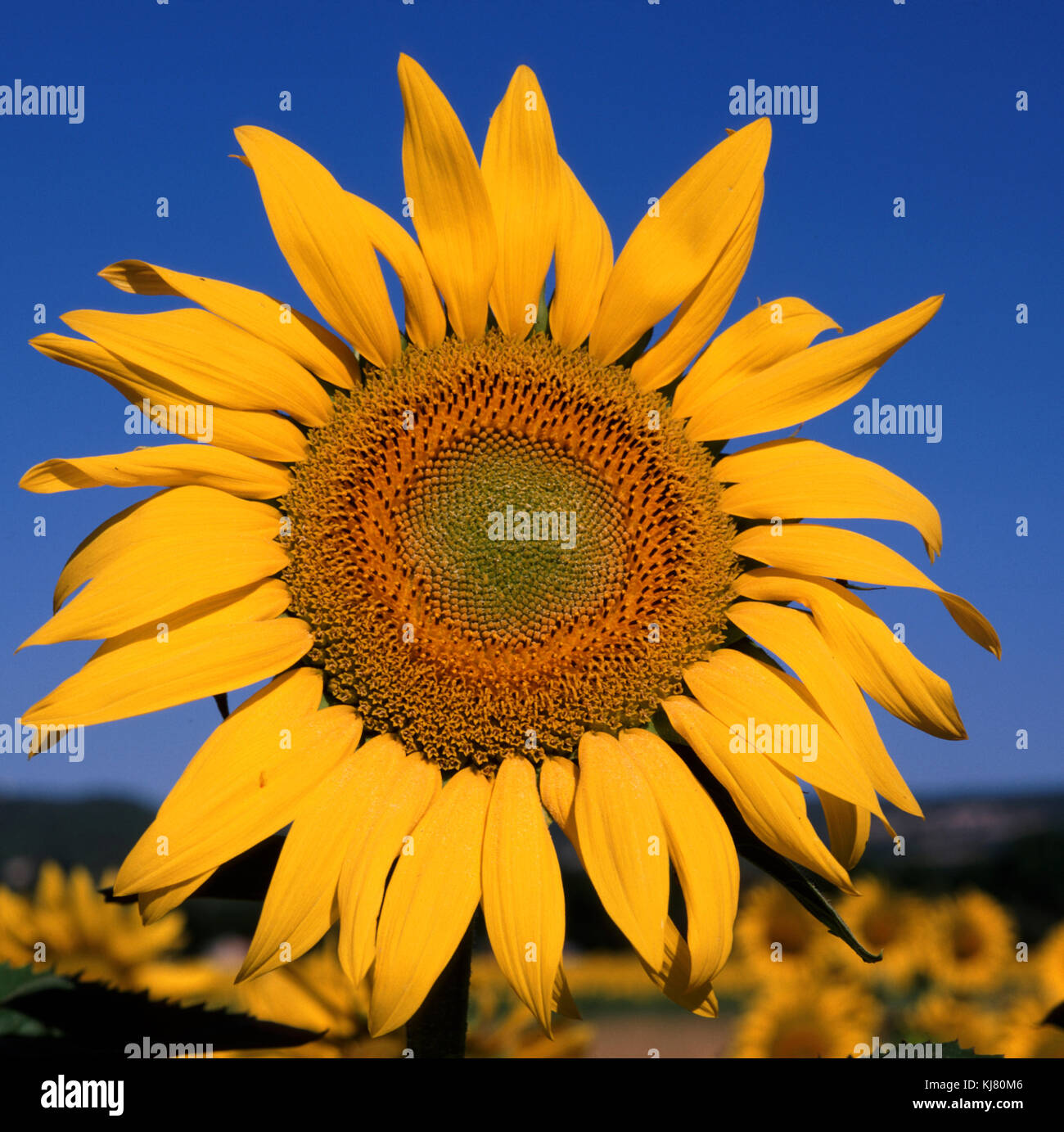 Sunflowers in Provence, France Stock Photo - Alamy