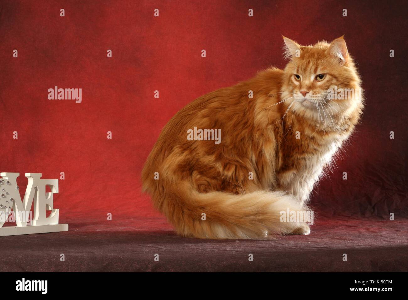 Maine Coon, red tabby Stock Photo - Alamy