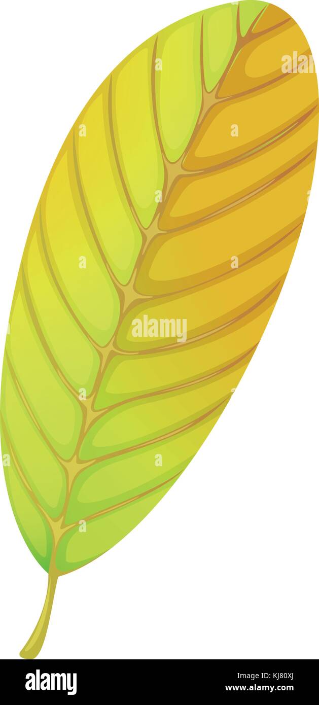 Elliptic leaf hi-res stock photography and images - Alamy