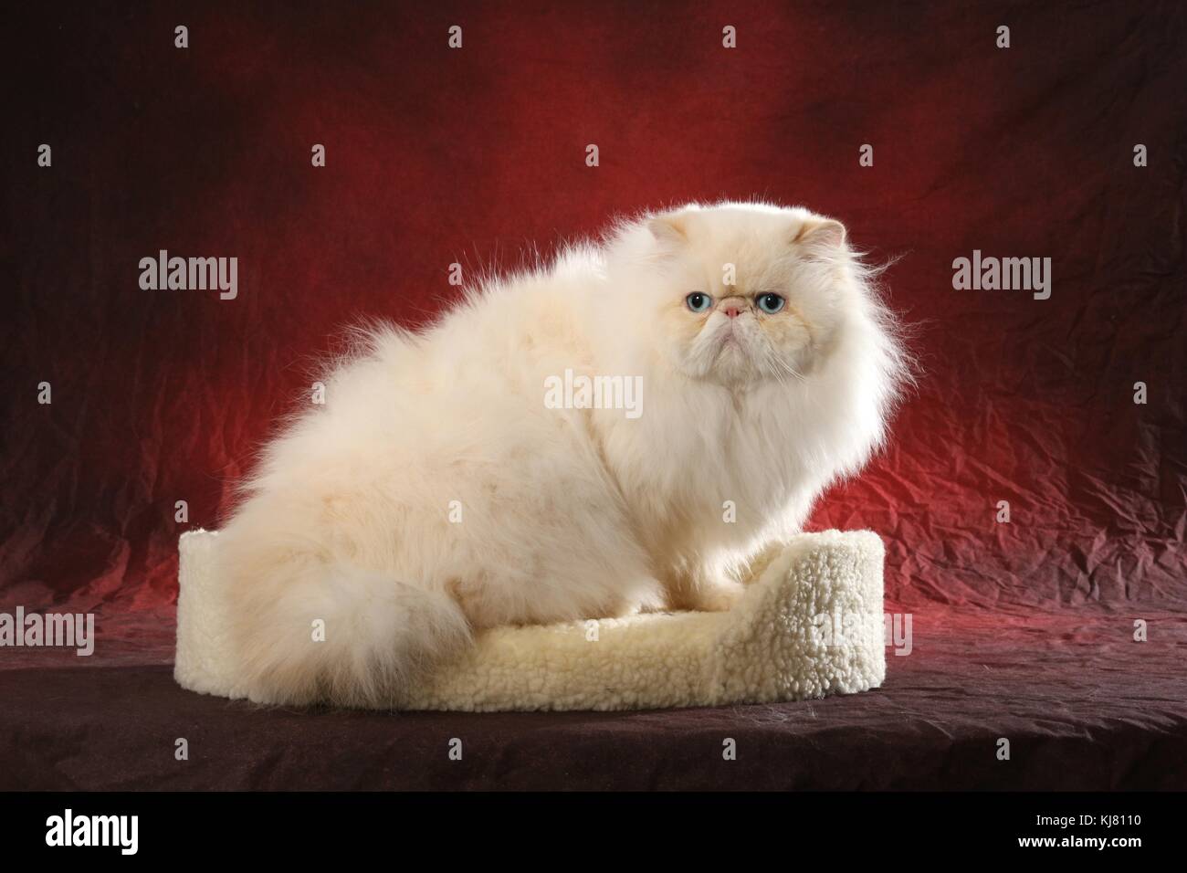 Himalayan persian cat hi-res stock photography and images - Alamy