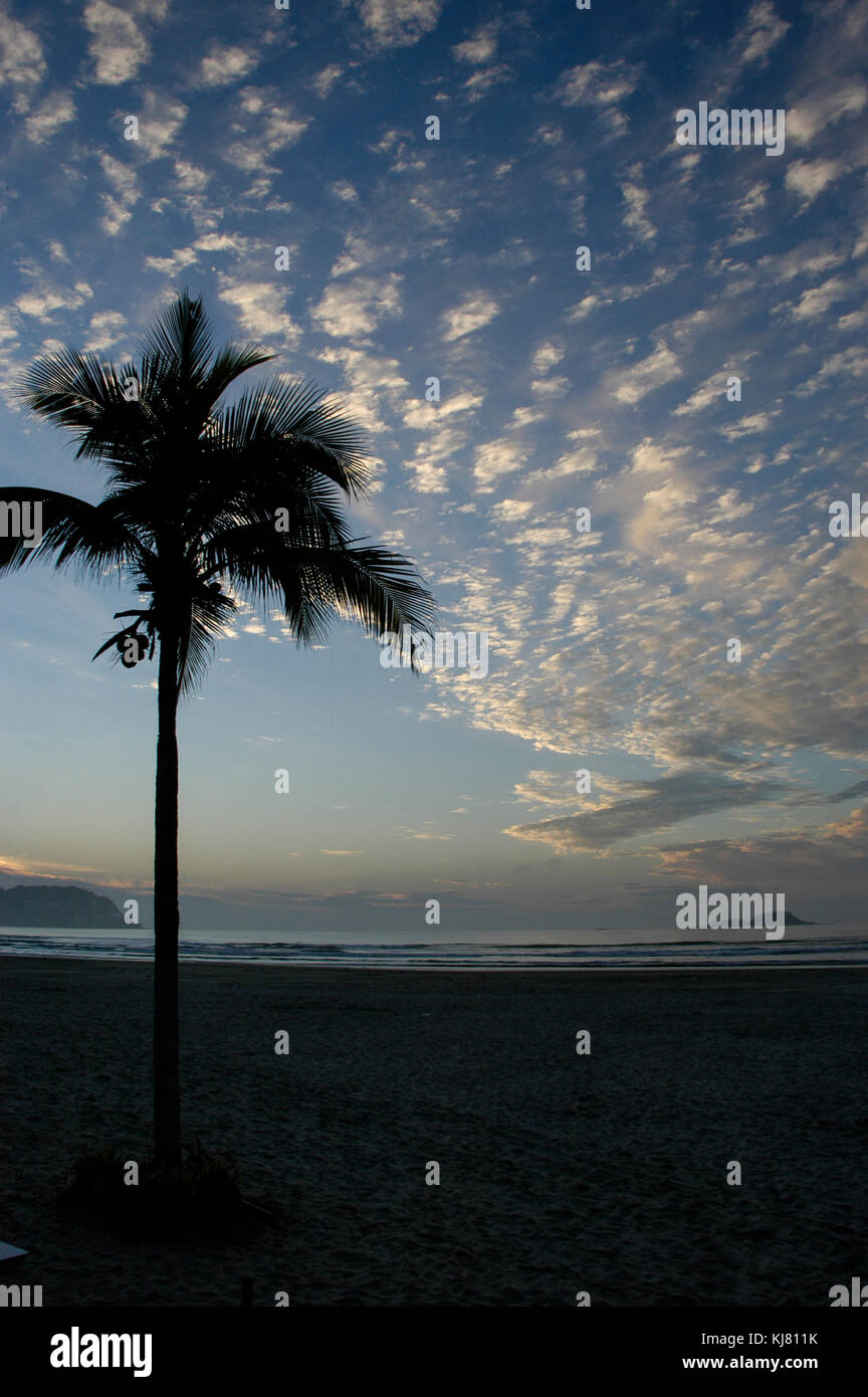 Coconut Tree & Beach Stock Photo - Alamy