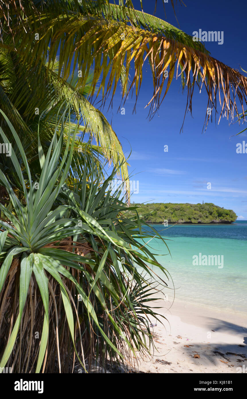 Tropical island trees plants hi-res stock photography and images - Alamy