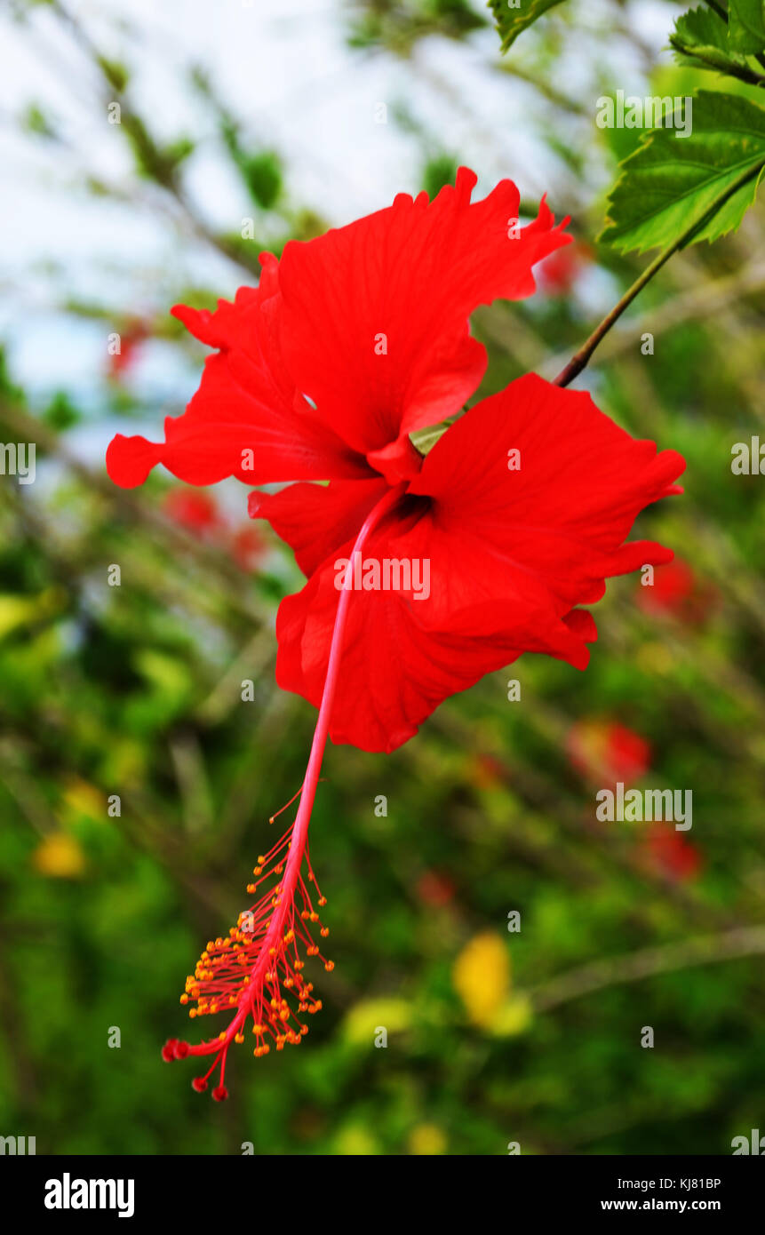 Beautiful red flower hi-res stock photography and images - Alamy