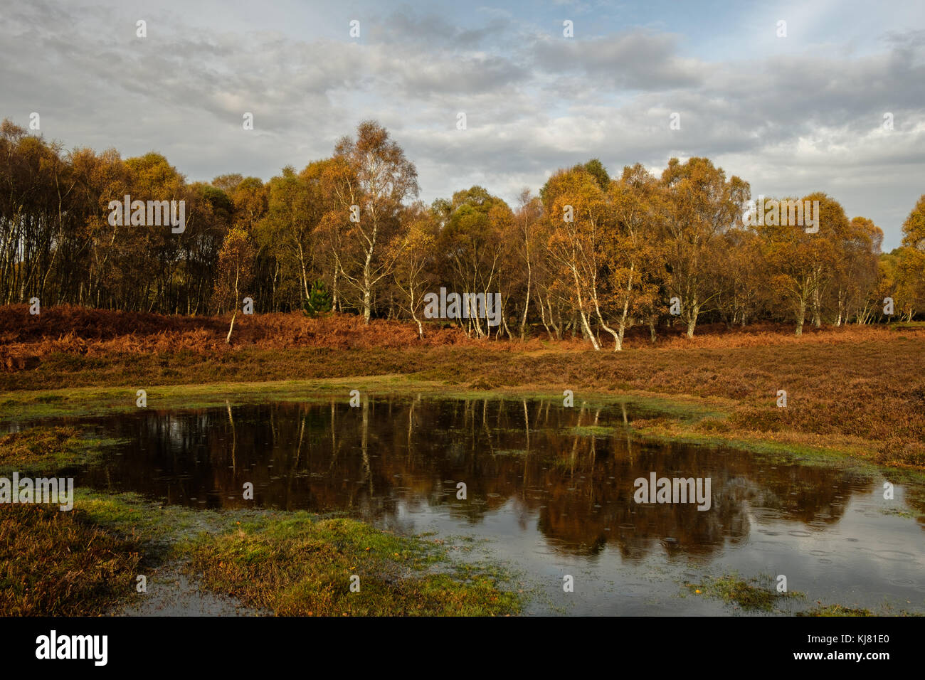Still Pool at Shatterford Bottom near Denny Wood Stock Photo - Alamy