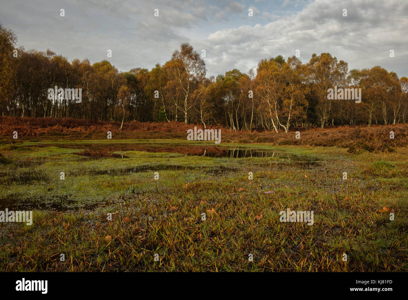 Still Pool at Shatterford Bottom near Denny Wood Stock Photo - Alamy