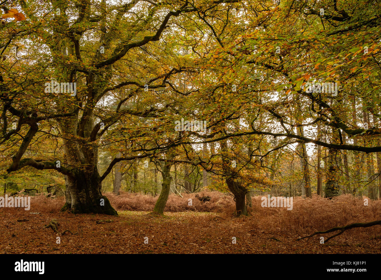 Ash Tree Wood Color Recognizing Ash Trees In Oregon, Washington And