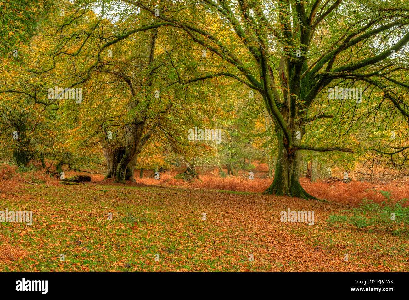 Mark Ash Wood The New Forest Hampshire Stock Photo - Alamy
