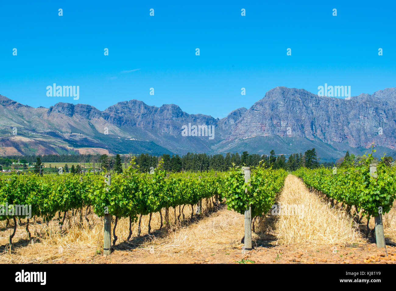 Winelands hi-res stock photography and images - Alamy