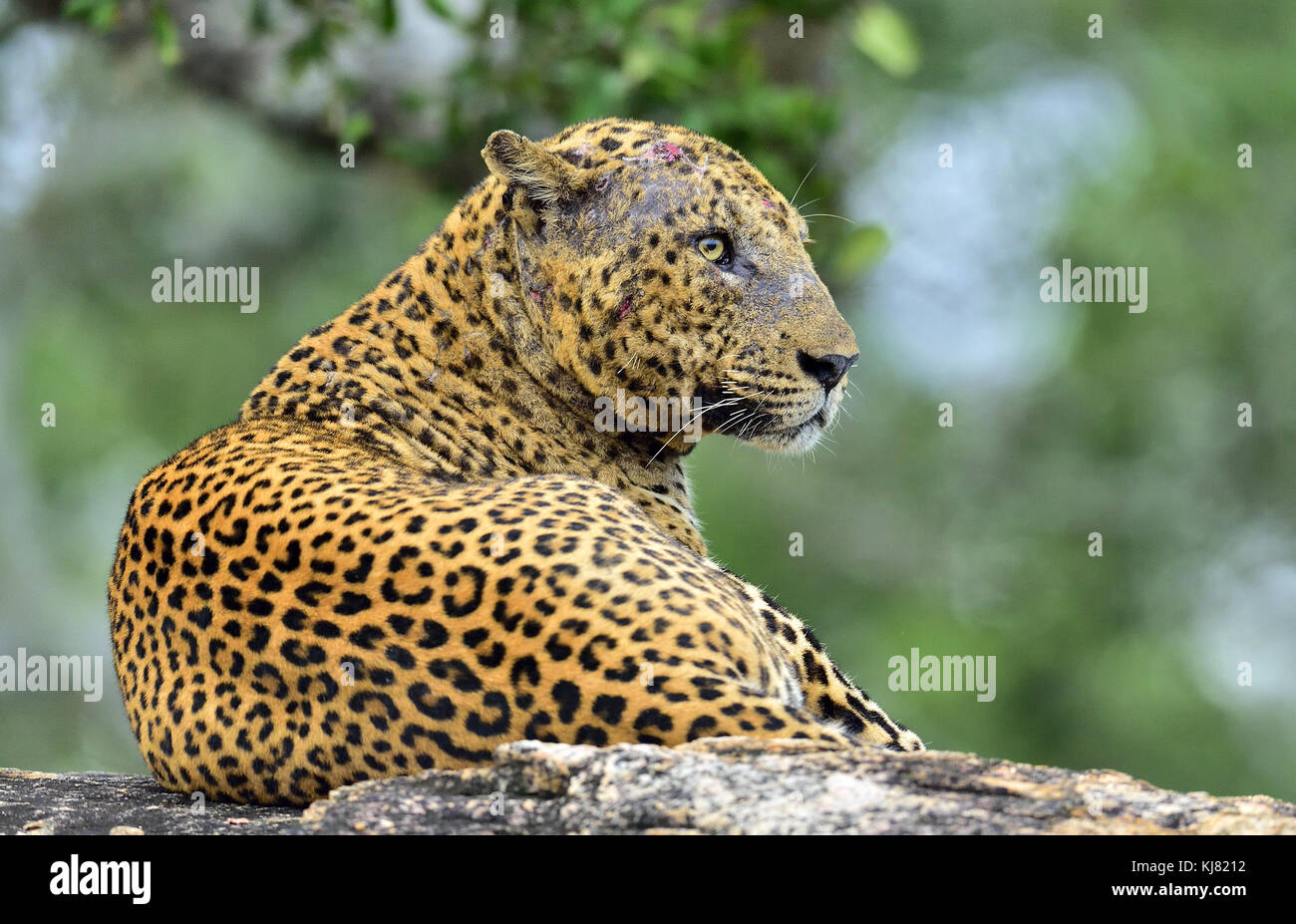 Old Leopard male with scars on the face lies on the rock. The Sri ...