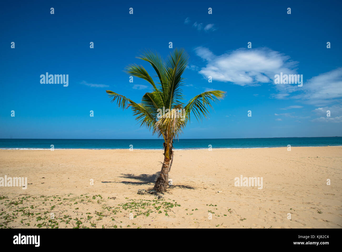 Palmtree holiday hi-res stock photography and images - Alamy