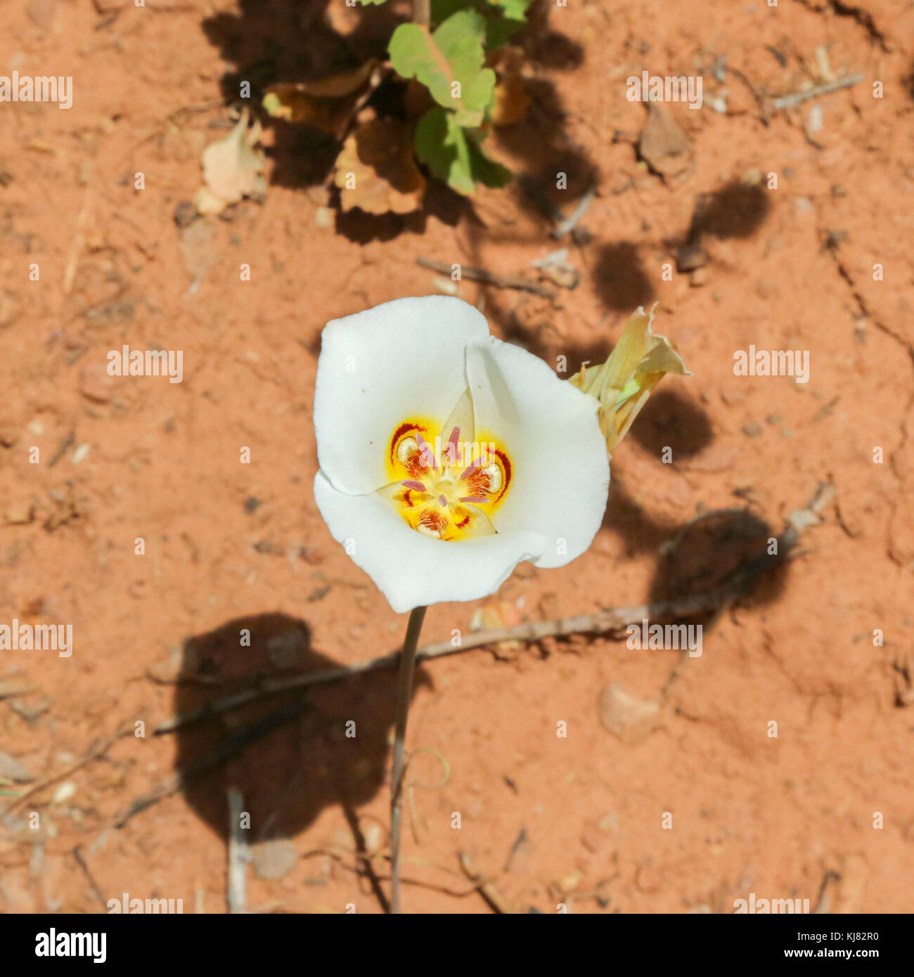 Sego lily utah hi-res stock photography and images - Alamy