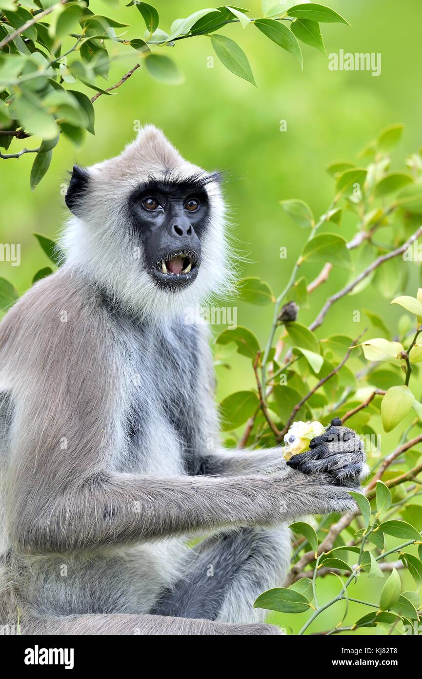 Eating langur. Closeup portrait of Tufted gray langur (Semnopithecus ...
