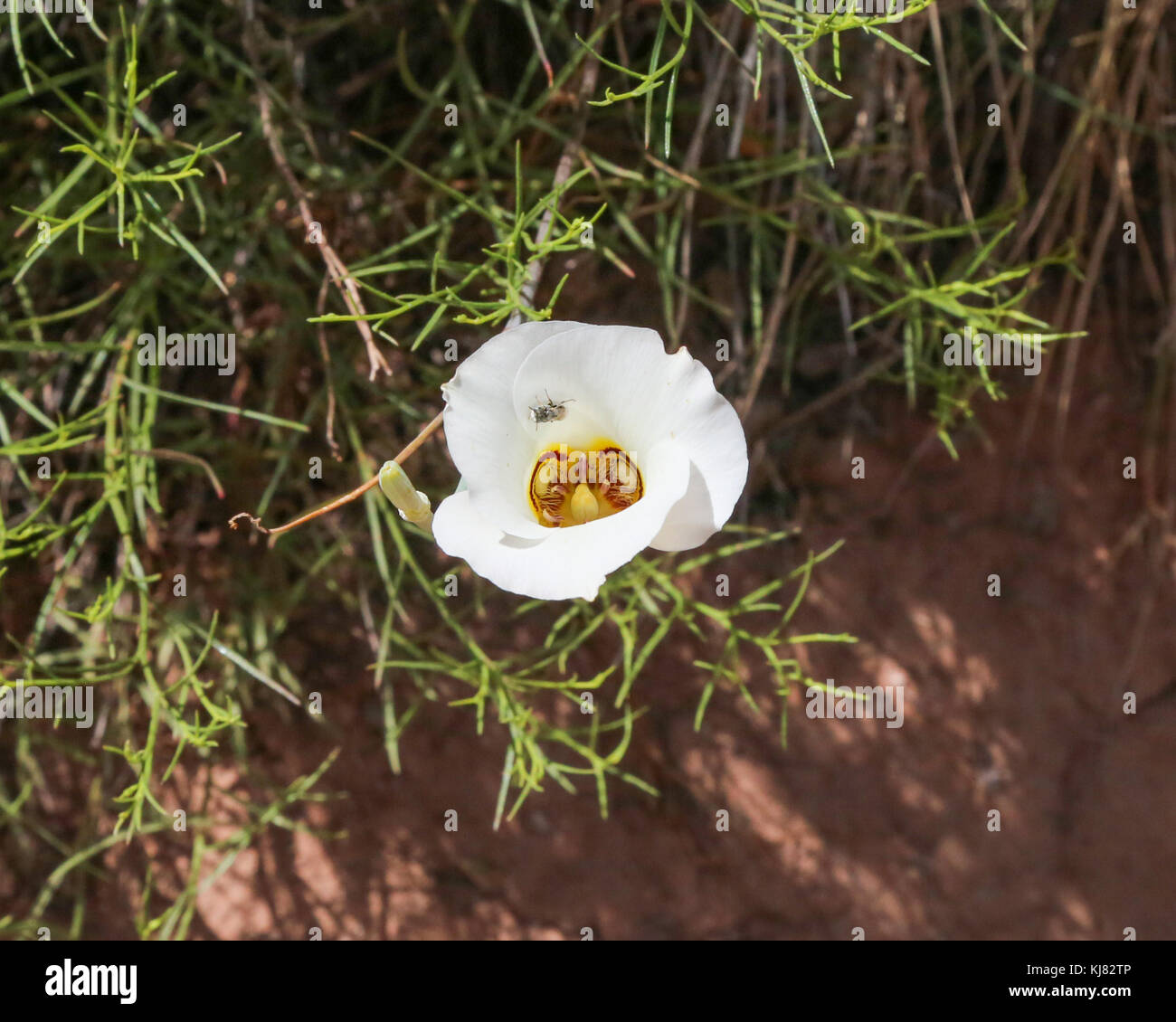 White Sego Lily seen along Timber Creek Overlook Trail, NW side of Zion ...