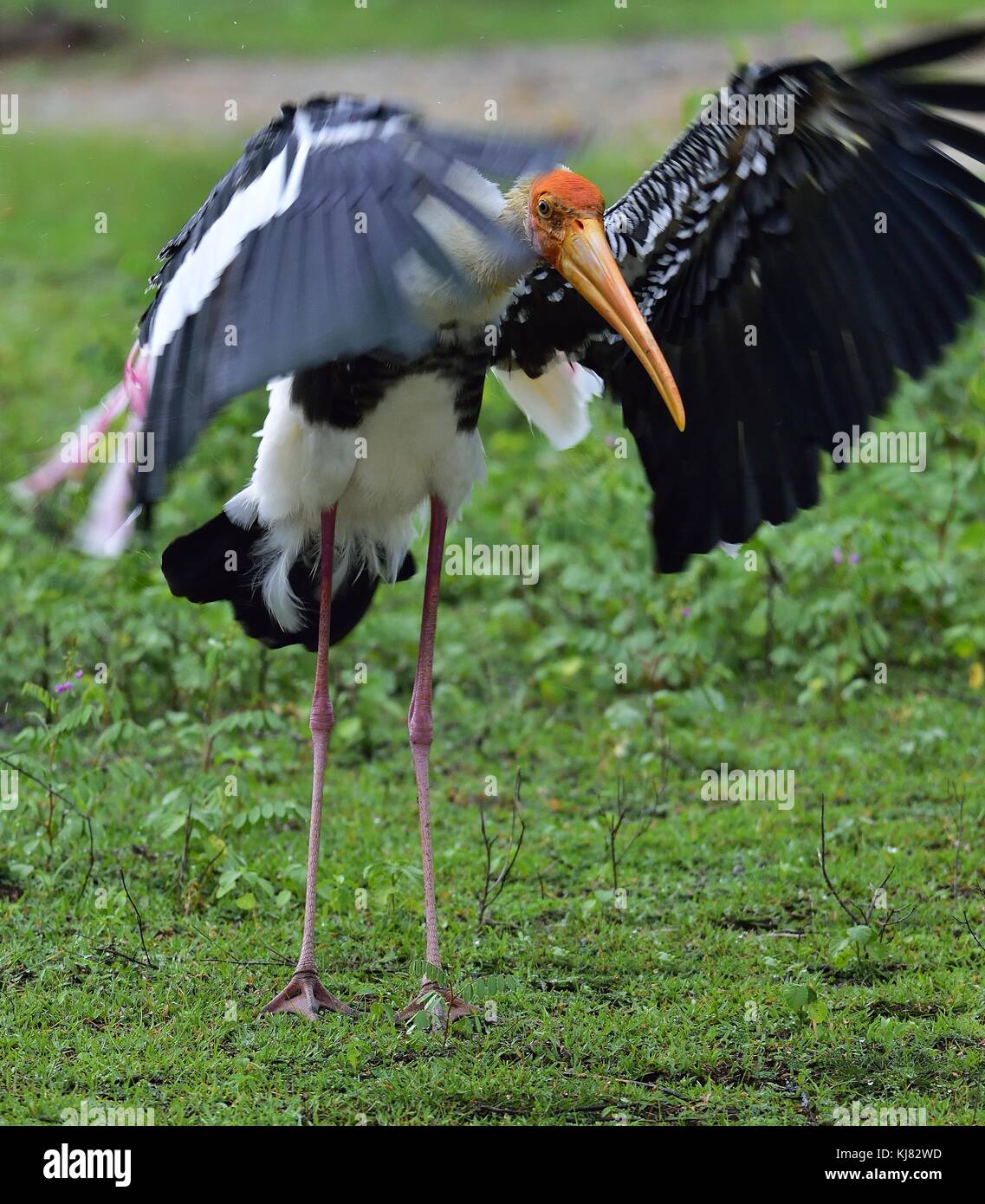 Painted stork with open wings on the green grass background. The ...