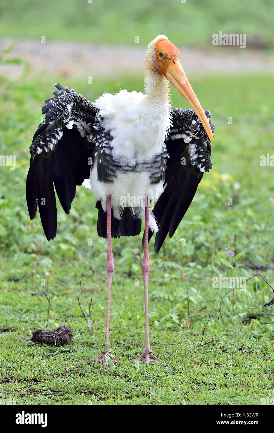 Painted stork with open wings on the green grass background. The ...