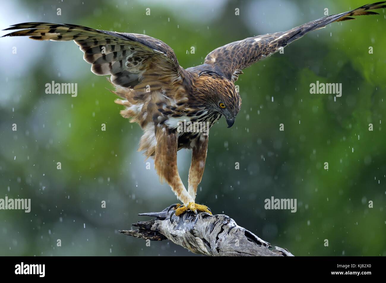 Predator bird on the tree. The changeable hawk-eagle or crested hawk ...