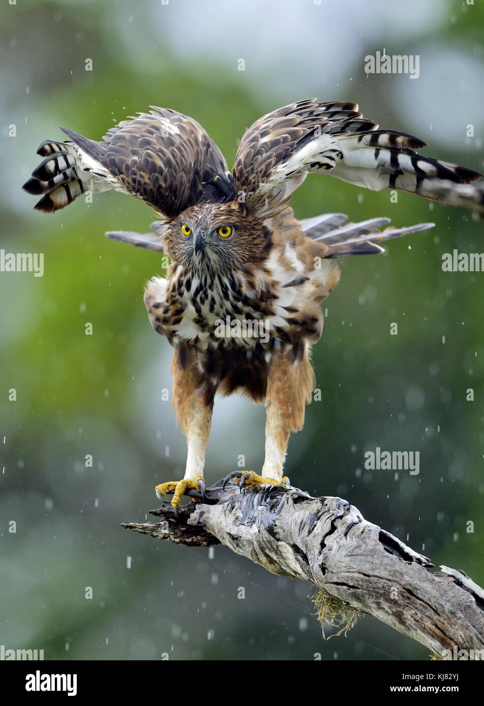 Predator bird hi-res stock photography and images - Alamy