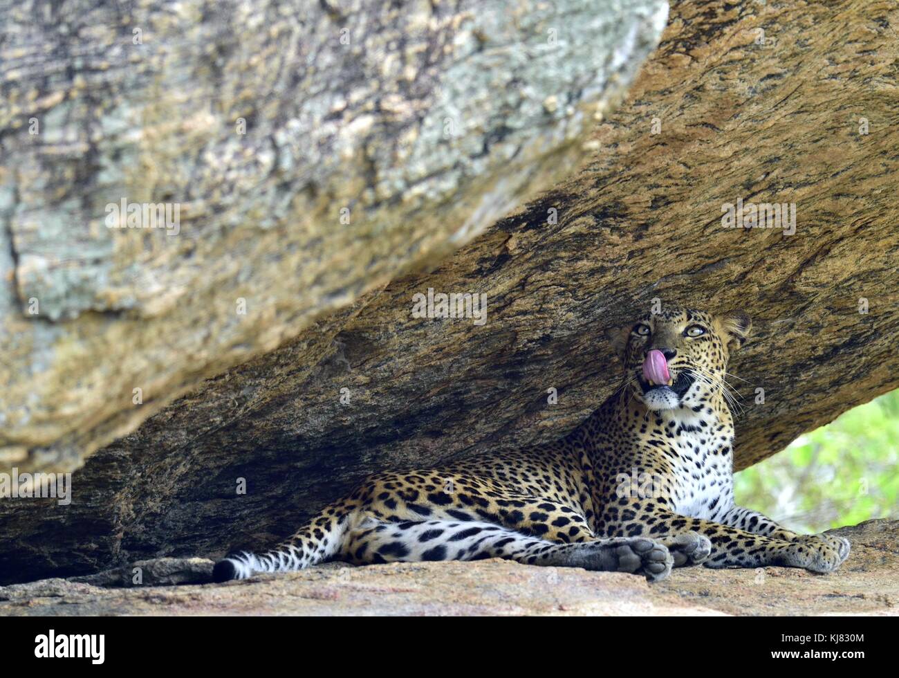 A portrait of a leopard lying in a rock while licking it's lips. The ...