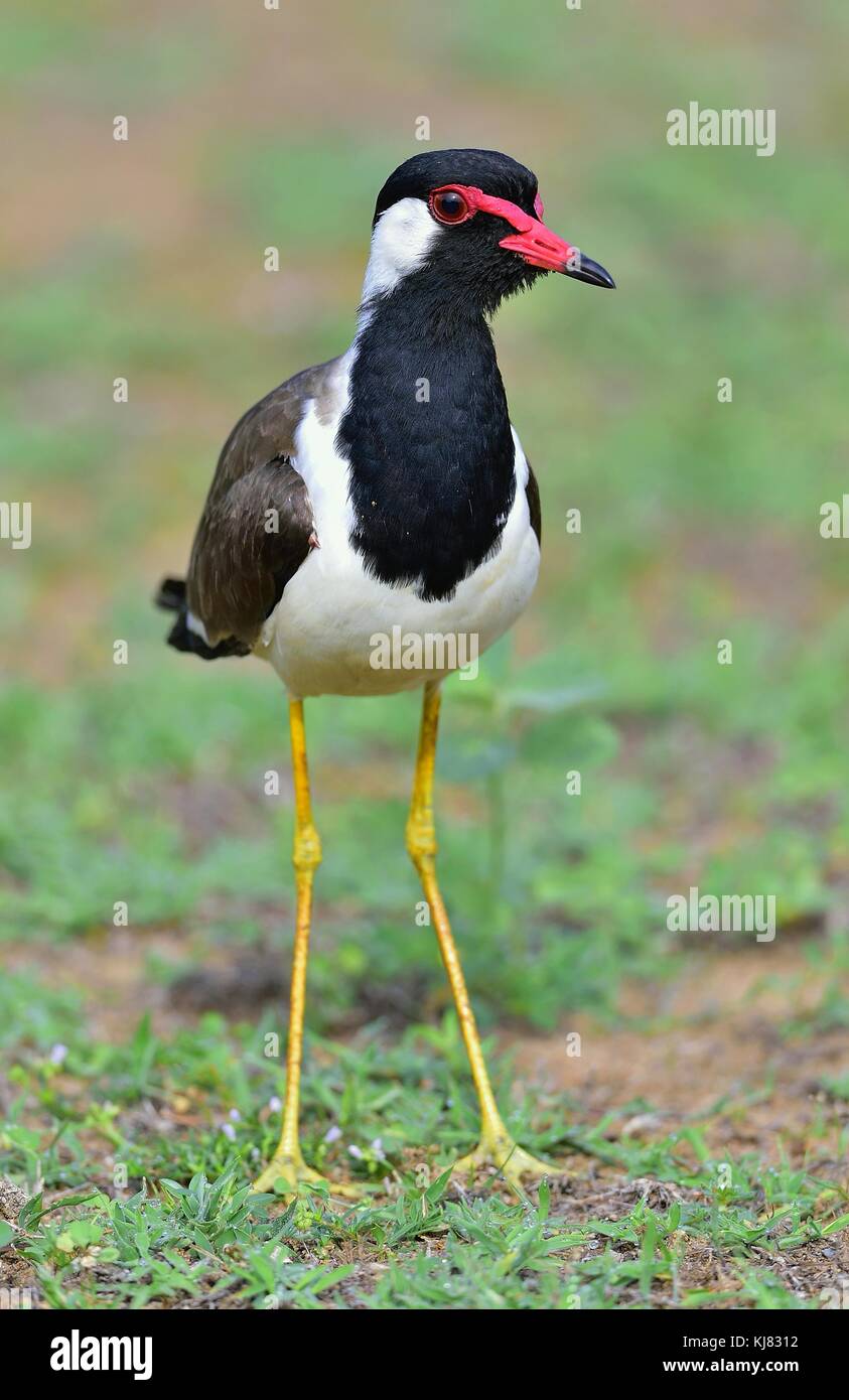 The red-wattled lapwing (Vanellus indicus) is a lapwing or large plover ...