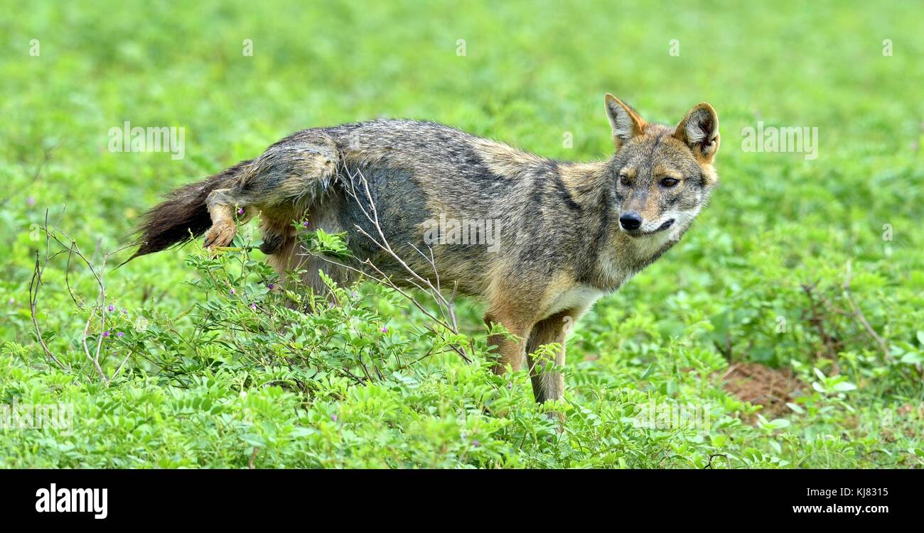 Jackal marks territory. Close-up wildlife photo of Canis aureus, Indian ...