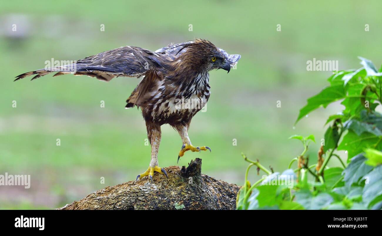 Predator bird on the tree. The changeable hawk-eagle or crested hawk ...