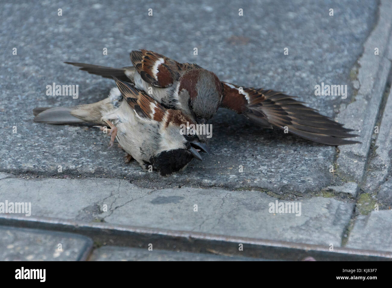 Male house sparrow fight hi-res stock photography and images - Alamy