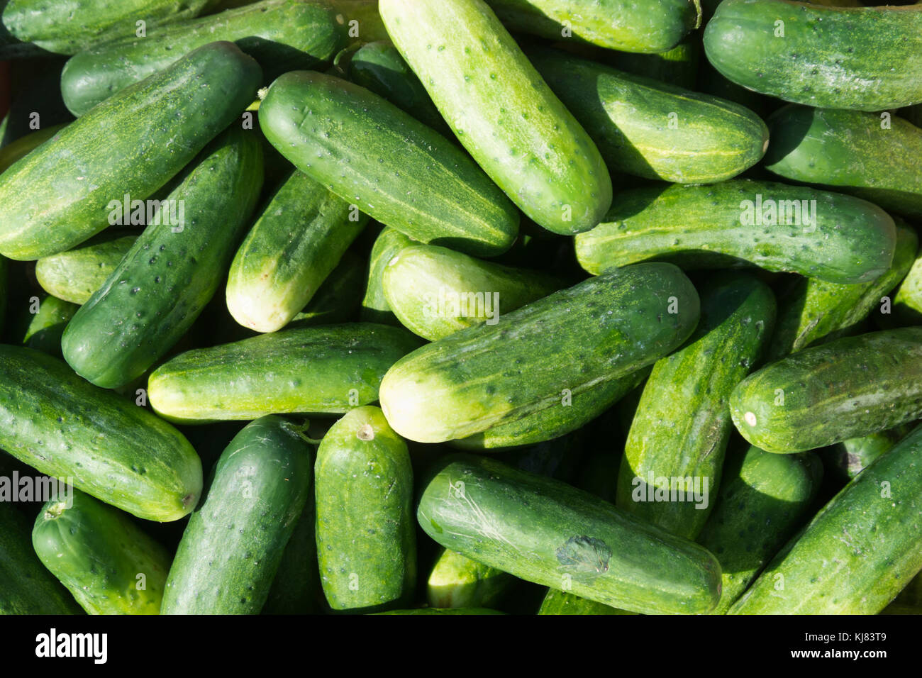 Pickles lying in a farmers bin at a farm market Stock Photo - Alamy