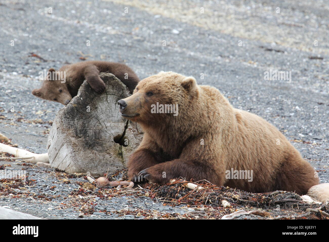 Momma Bear and cub relaxing on the beach on Ninagiak Island, Katmani ...