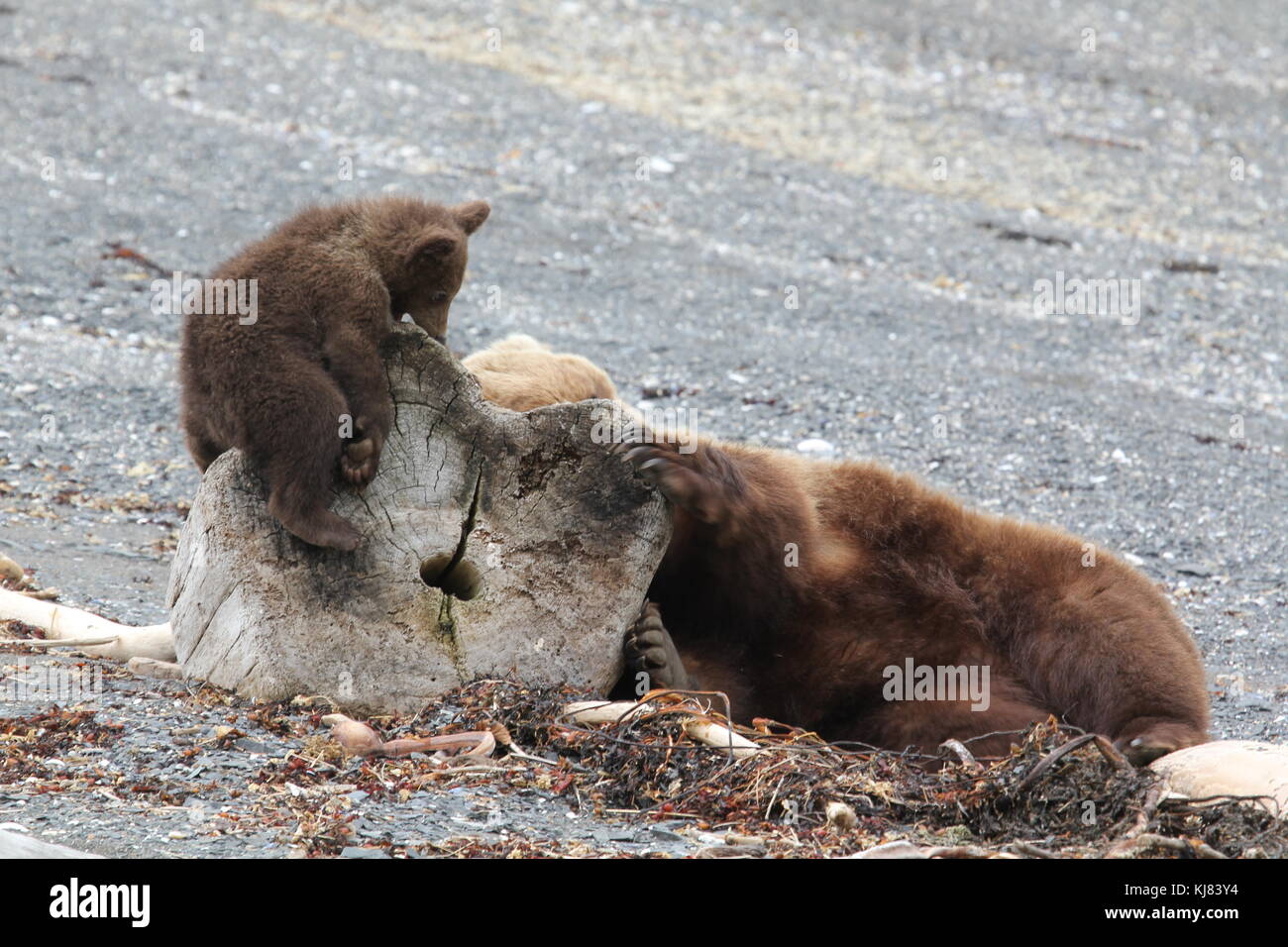 Mother bear and cub resting on a weather worn tree stump on Ninagiak ...