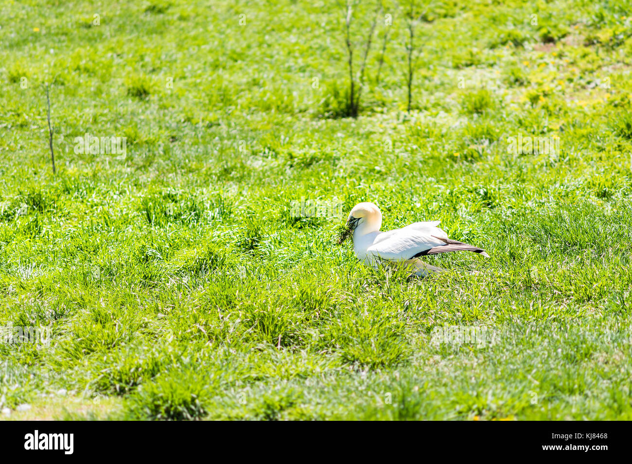 Searching for nesting material hi-res stock photography and images - Alamy