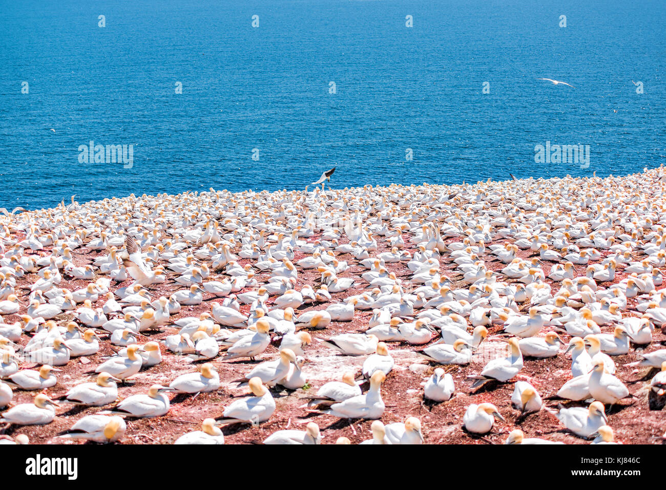 Overlook of many white Gannet birds colony nesting on cliff on ...