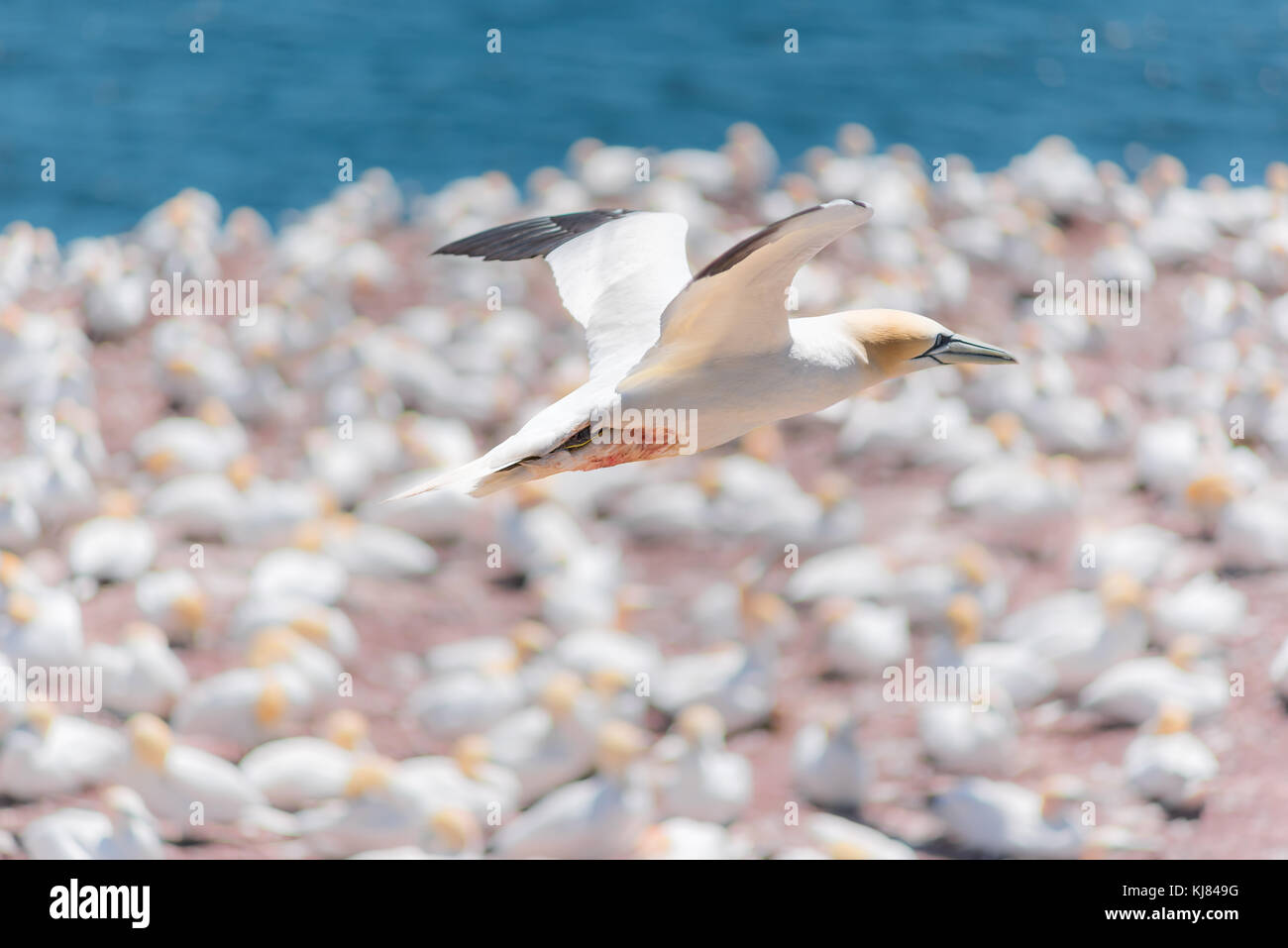 Closeup of one bloodied bloody white Gannet bird searching for partner ...
