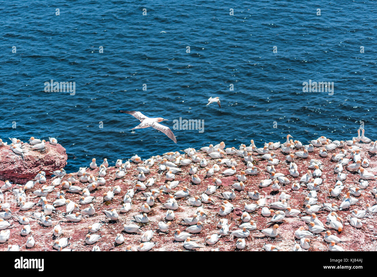 Overlook of white Gannet birds colony nesting on cliff on Bonaventure ...