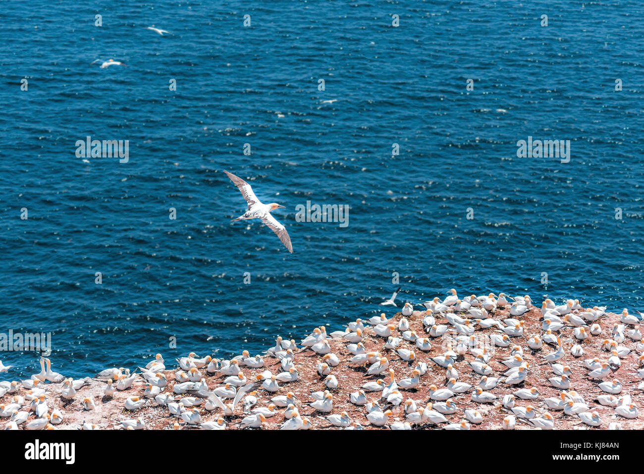 Overlook of white Gannet birds colony nesting on cliff on Bonaventure ...
