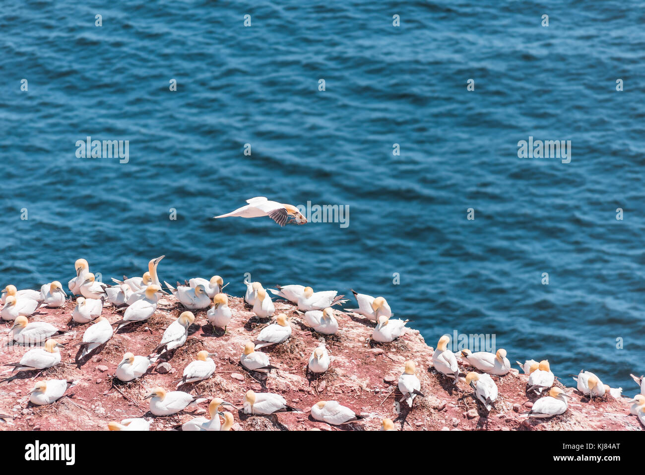 Cliff Nesting Birds High Resolution Stock Photography and Images - Alamy