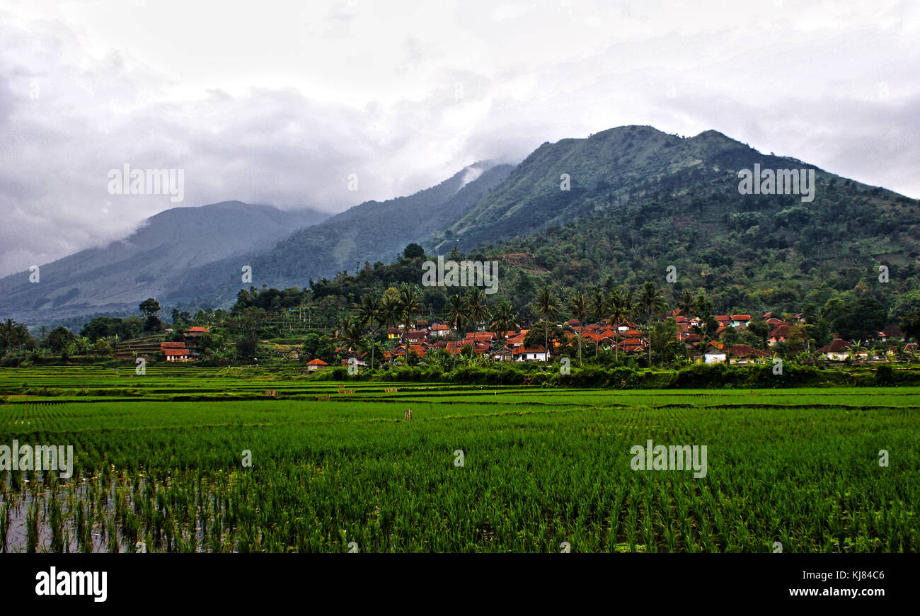 Ricefield Garut, West Java, Indonesia Stock Photo - Alamy
