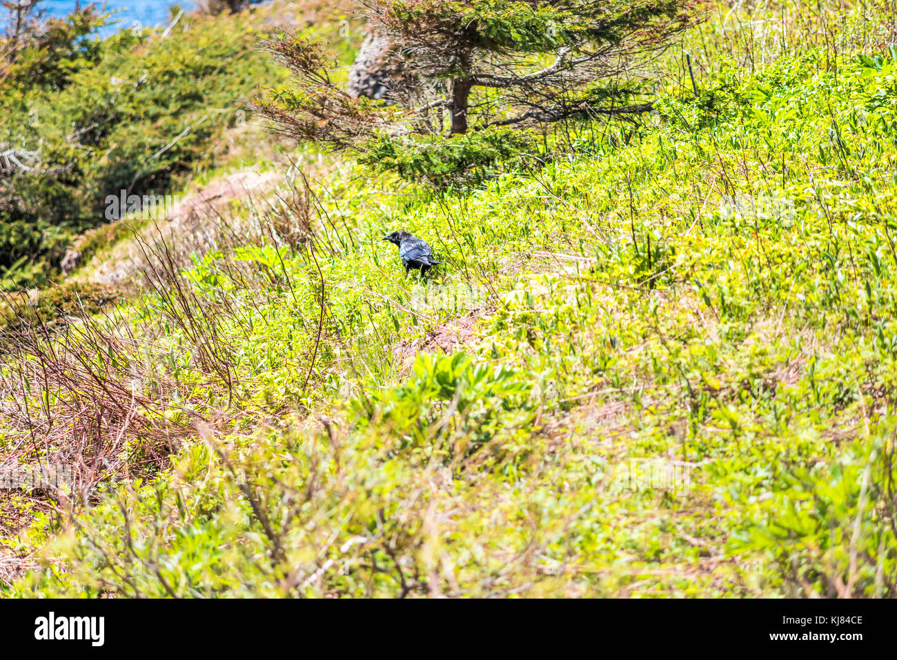 One crow standing on hill searching for food in green bright wilderness ...