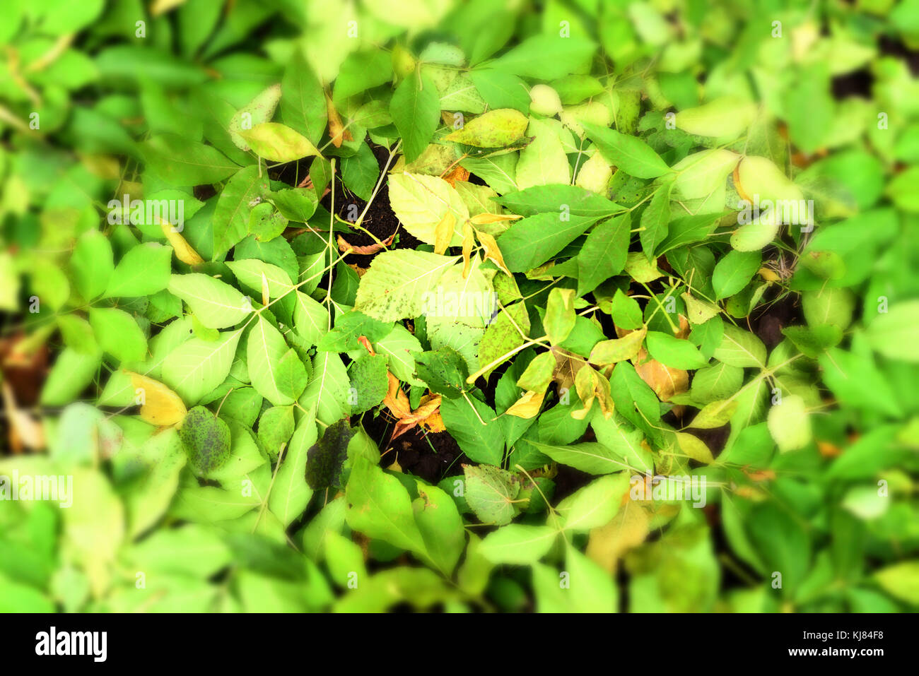 Tree laying on the forest ground High Resolution Stock Photography and ...
