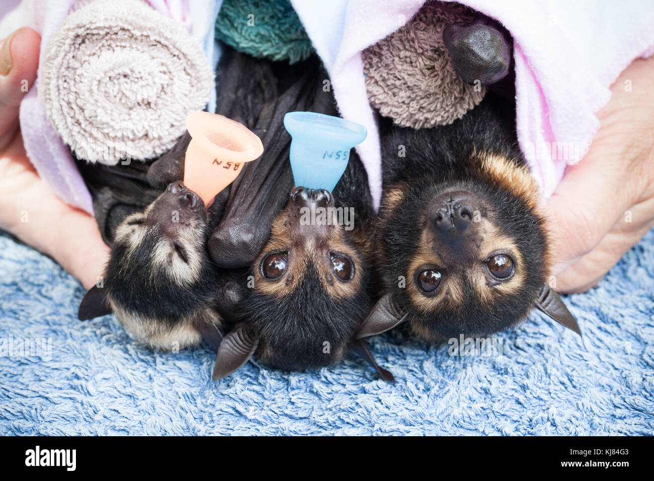 Spectacled Flying-foxes (Pteropus conspicillatus). Orphan babies ...