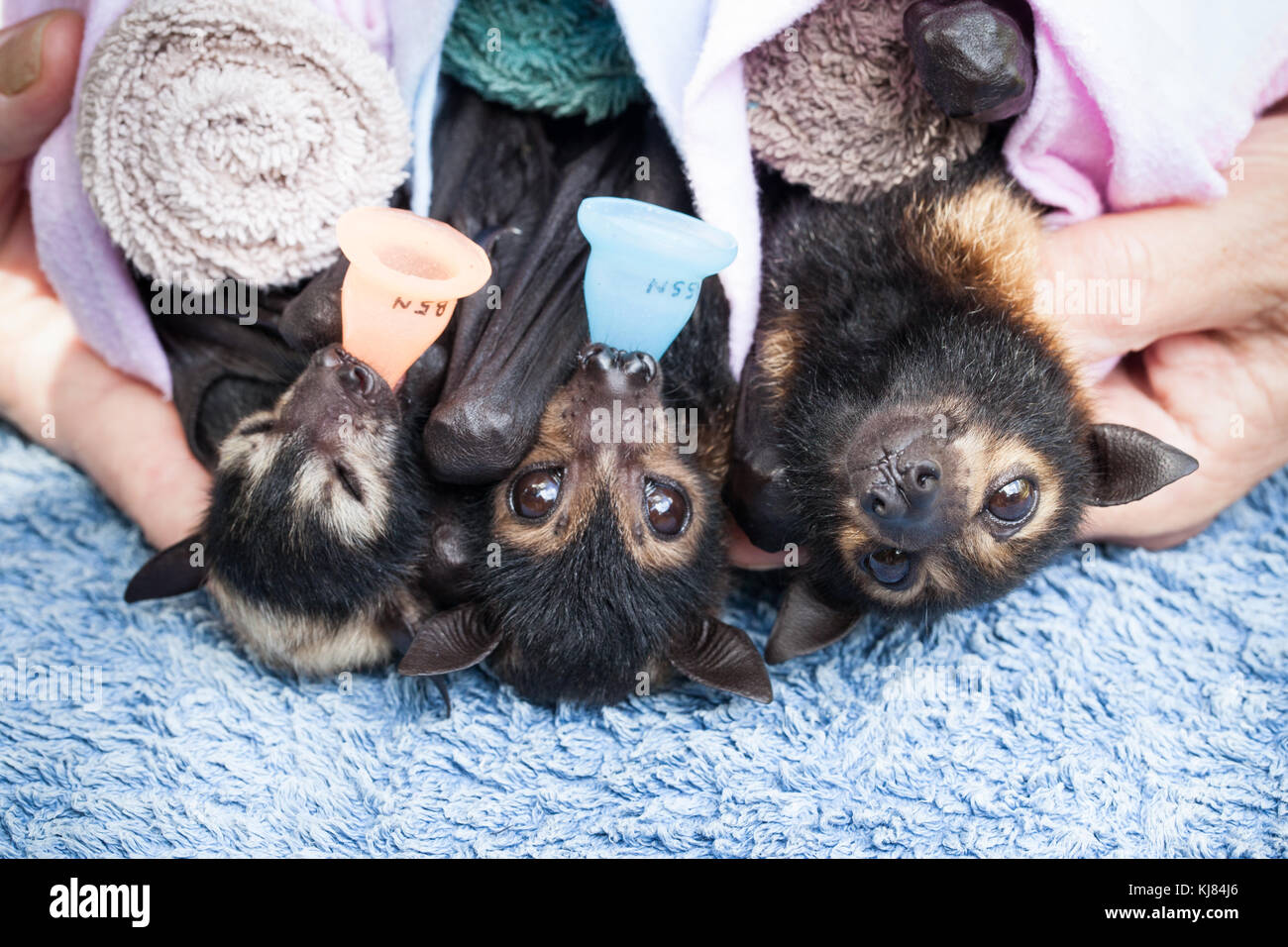 Spectacled flying foxes hi-res stock photography and images - Alamy