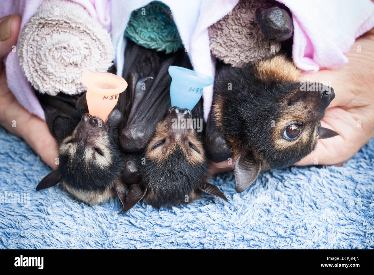 Spectacled Flying-foxes (Pteropus conspicillatus). Orphan babies ...