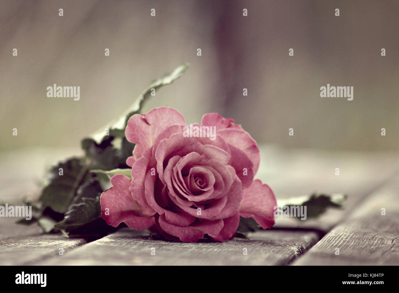 pink rose on table artistic Stock Photo - Alamy