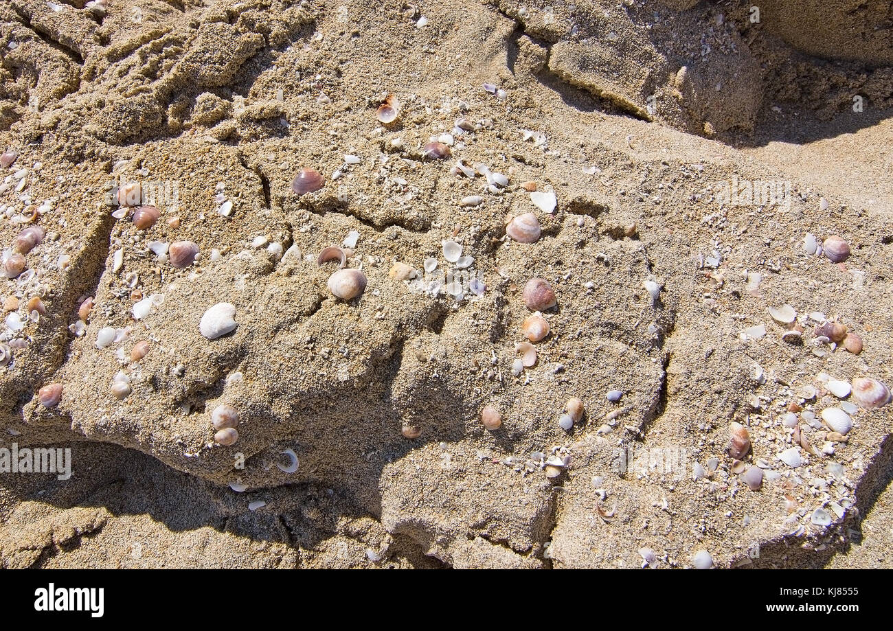 Seashells on sandy beach in Mallorca, Balearic islands, Spain Stock ...