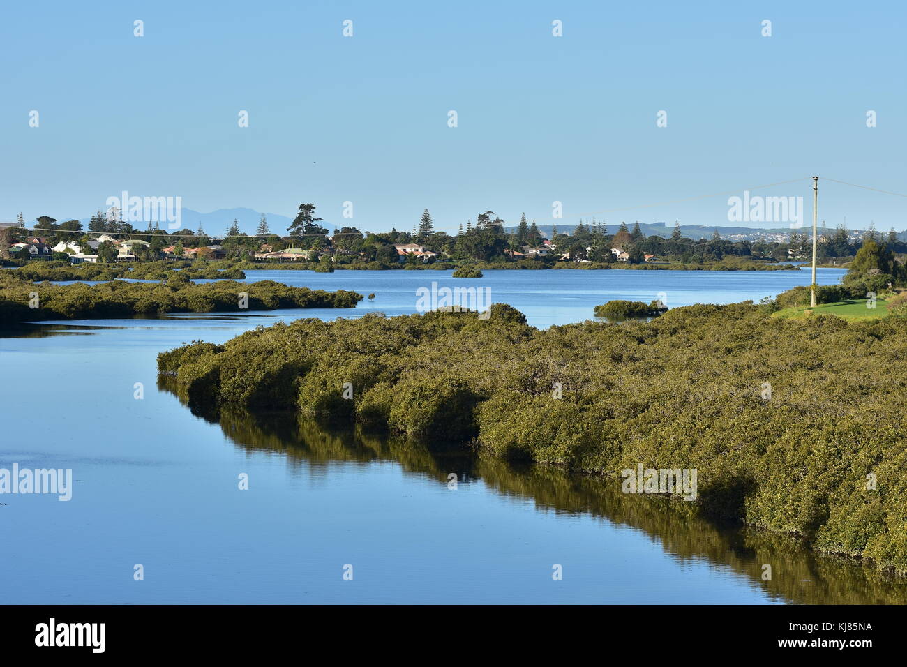 Calm waters with growth of mangroves in estuary in Orewa Stock Photo ...