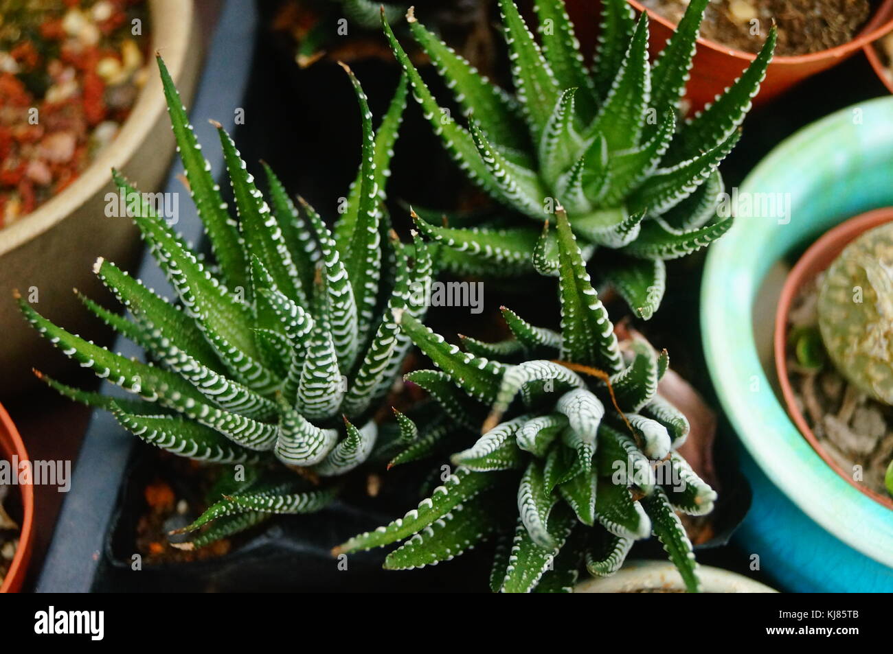 Succulent plants bonsai, very beautiful and interesting Stock Photo - Alamy